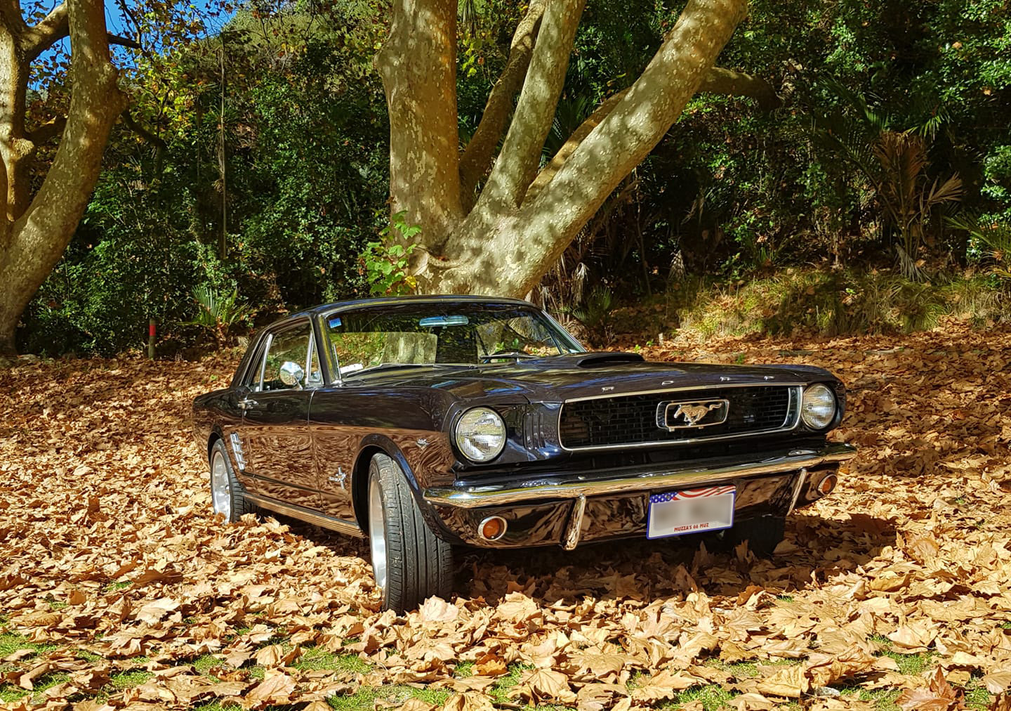 Gallery All – Auckland Mustang Owners Club